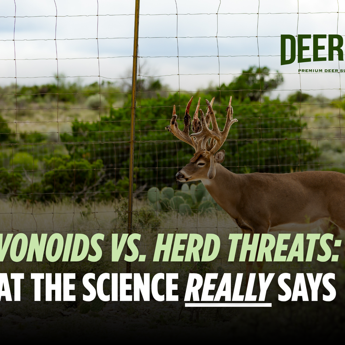 Flavonoids vs. Herd Threats: What the Science Really Says – DeerDoc
