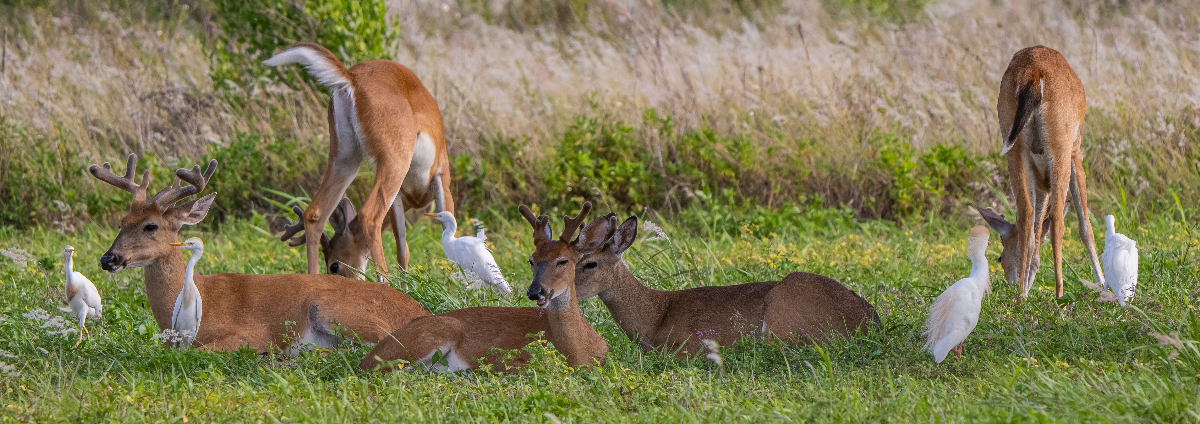 DeerDoc | Premium Deer Supplements