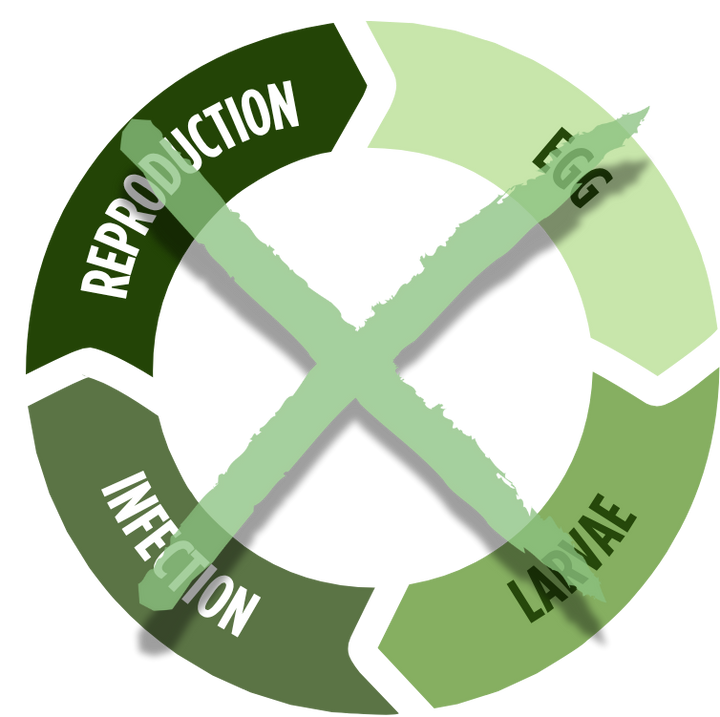 DeerDoc | Premium Deer Supplements