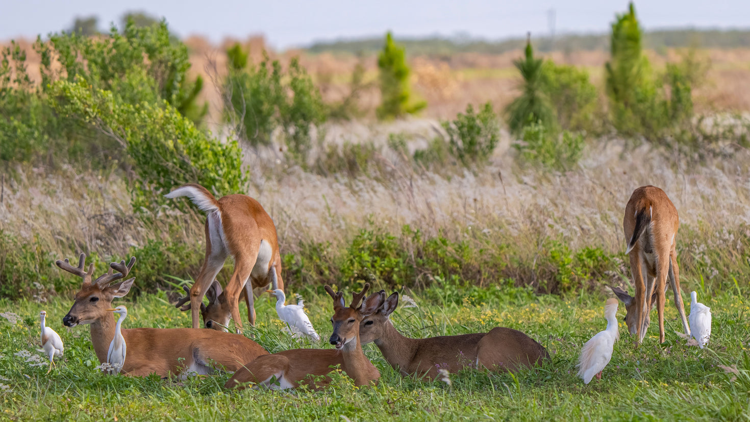 DeerDoc | Premium Deer Supplements