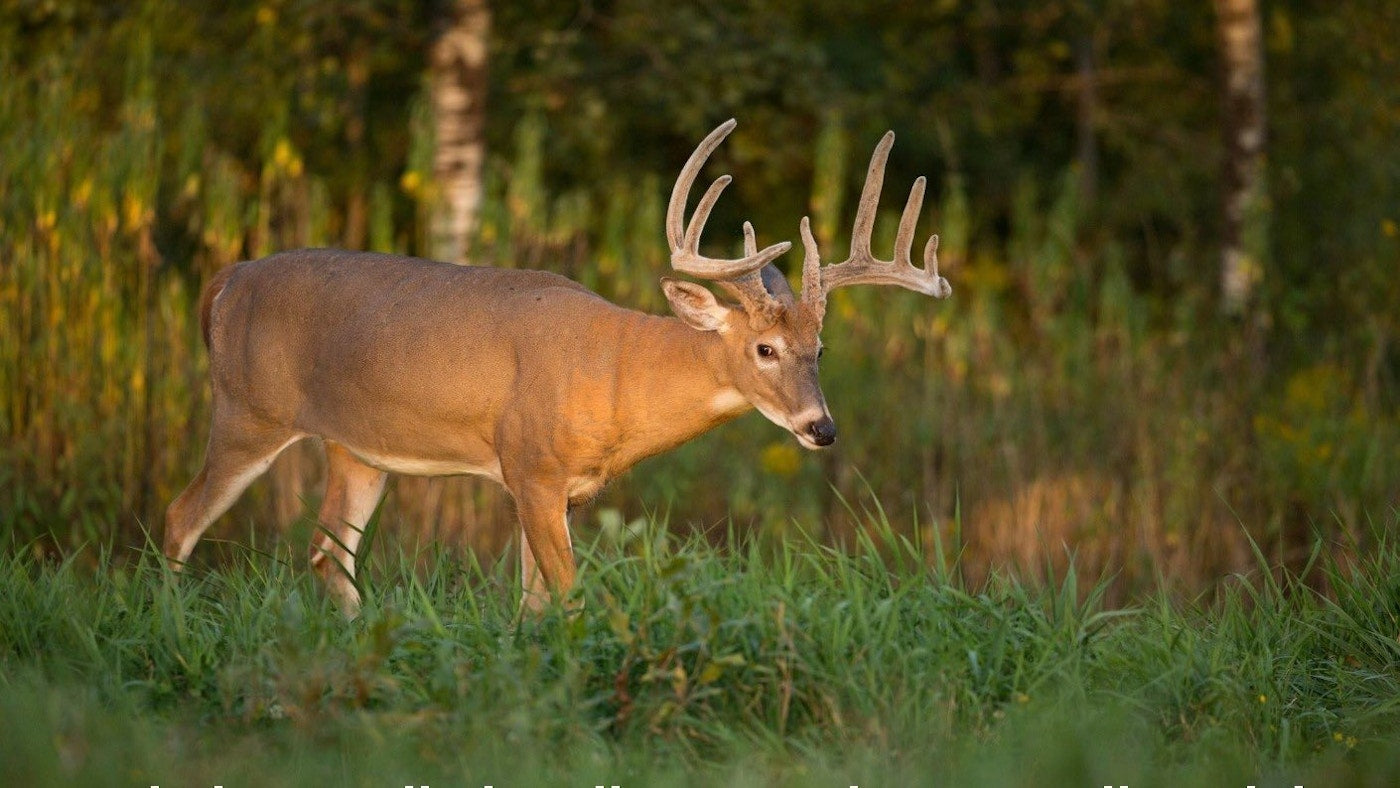 DeerDoc | Premium Deer Supplements